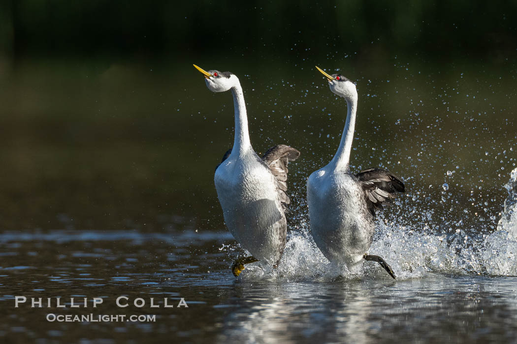 Courting Western Grebes Rush Across Lake Wohlford, Aechmophorus ...