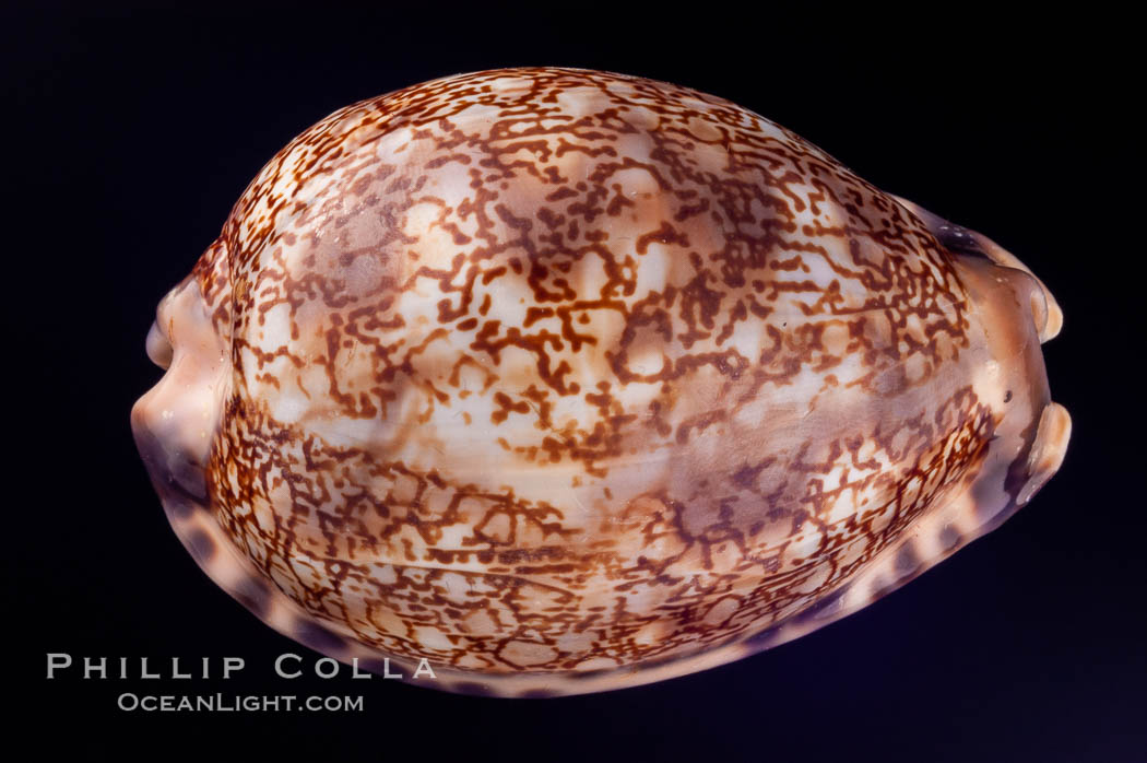 Cowries Photo, Cowries photos, Natural History Photography