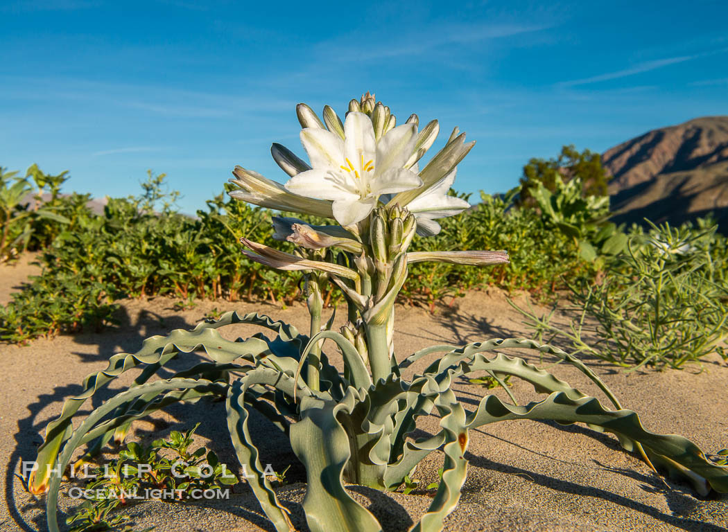 Desert Lily in bloom, Anza Borrego Desert State Park, Hesperocallis ...