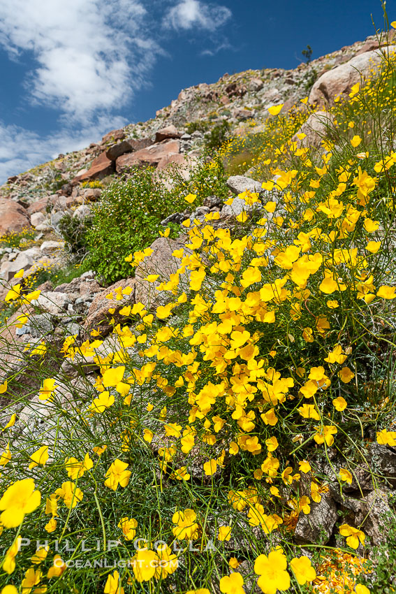 Desert poppy, Eschscholzia parishii, Anza-Borrego Desert State Park ...