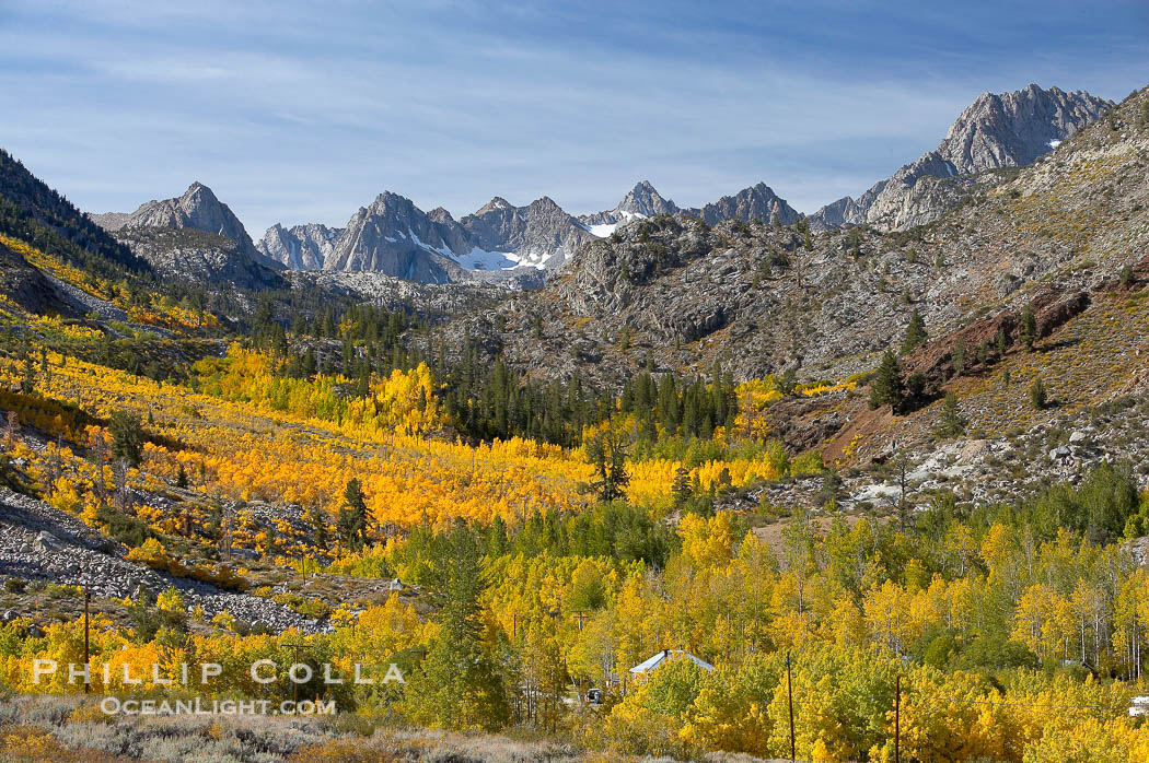 Aspen, Populus tremuloides, Bishop Creek Canyon Sierra Nevada Mountains ...