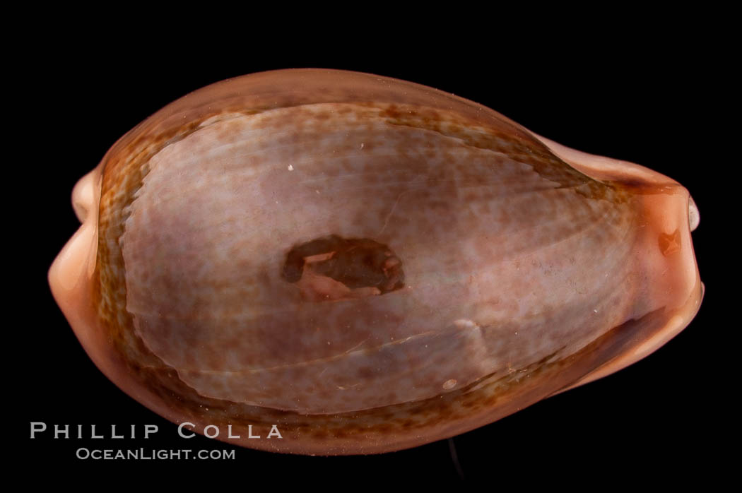 Egg Cowrie, Cypraea ovum, #08177, Natural History Photography