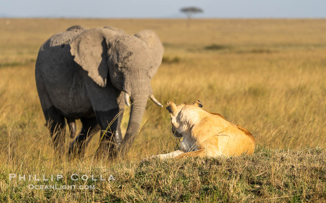 Elephant Intimidates Lion Masai Mara, Panthera leo, Maasai Mara ...