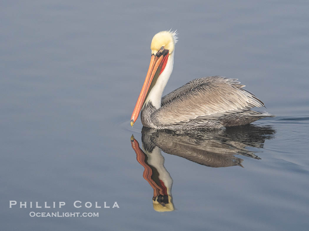 Endangered Brown Pelican at Bolsa Chica Ecological Reserve, Bolsa Chica ...