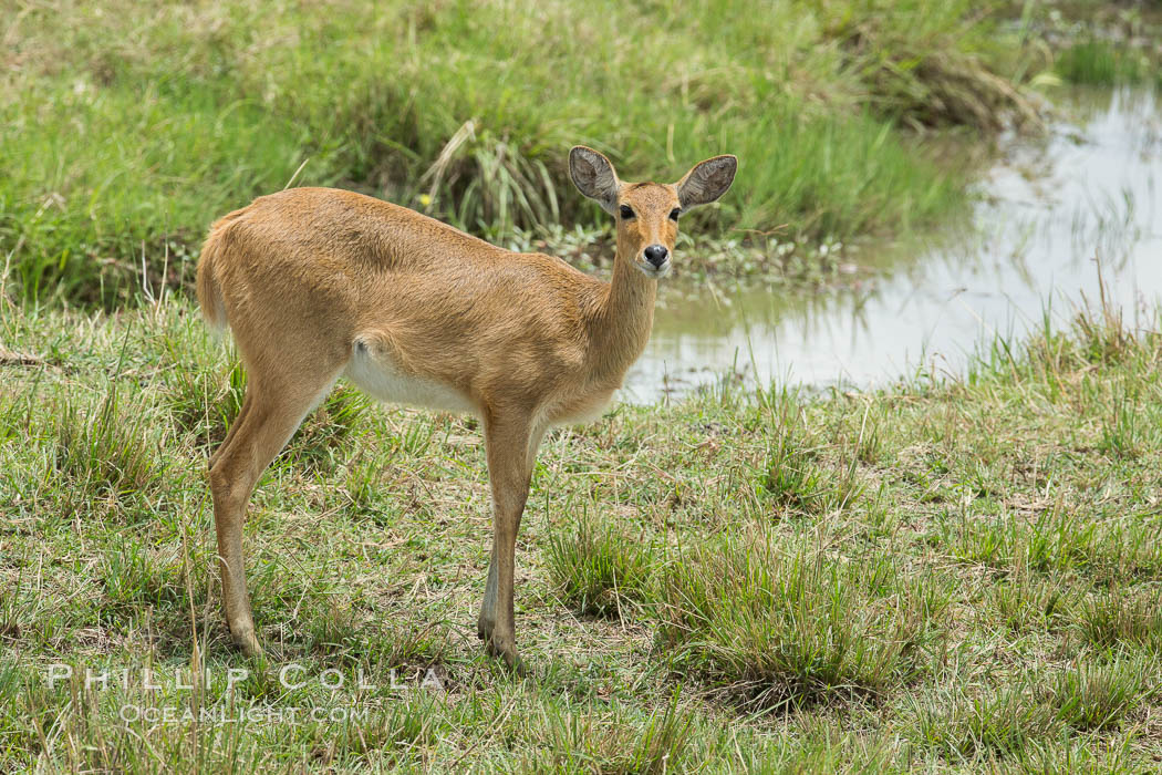 Female reedbuck, Maasai Mara, Kenya, Redunca, Maasai Mara National Reserve