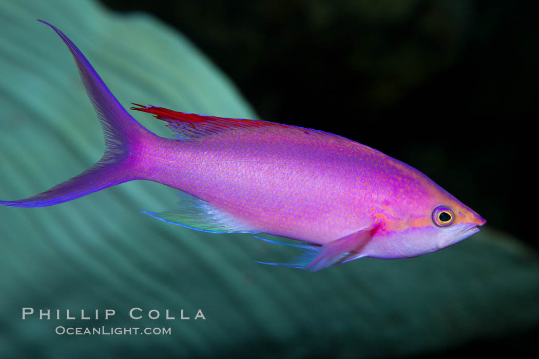 Unidentified fish, #27218, Natural History Photography