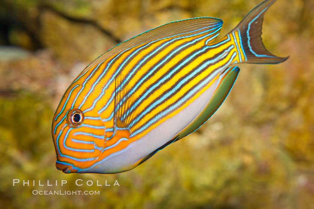 Unidentified fish, #27225, Natural History Photography