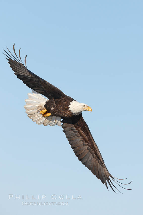 Bald eagle in flight, wings spread, Haliaeetus leucocephalus, Kachemak Bay, Homer, Alaska
