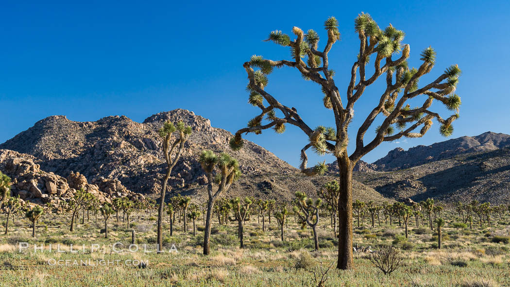 Forest of Joshua Trees, Joshua Tree National Park, California