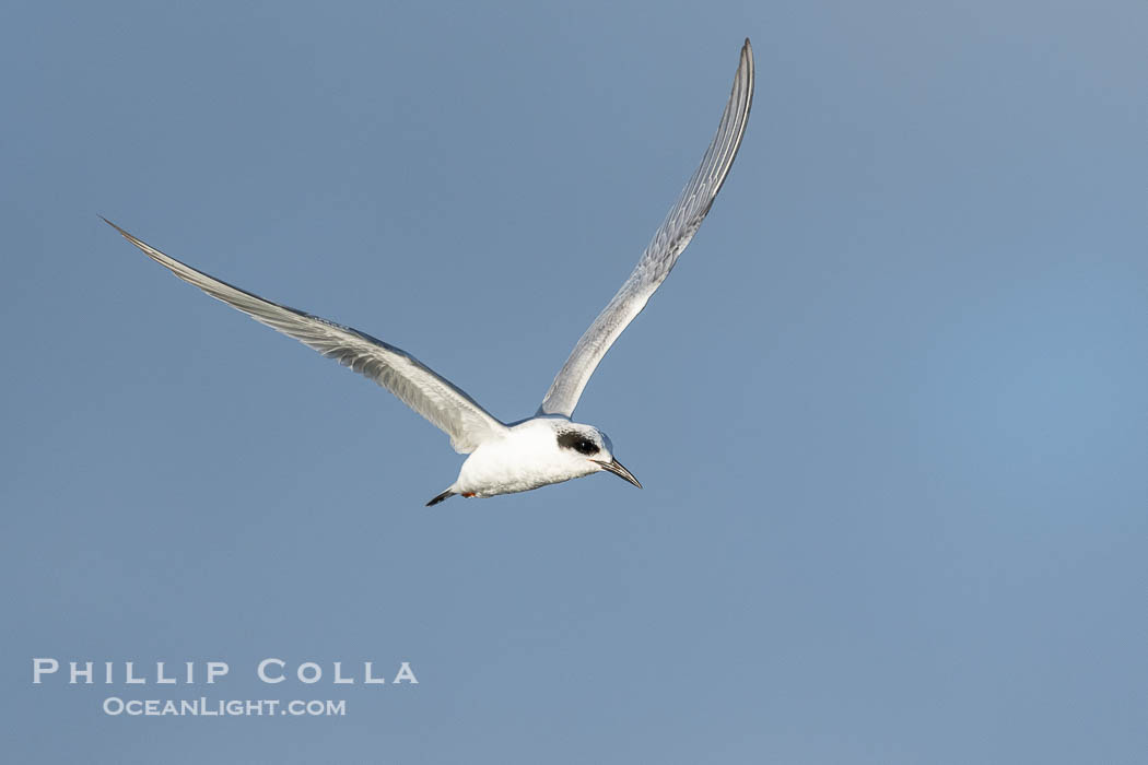 Forster's Tern in Flight, Sterna forsteri, Bolsa Chica State Ecological ...