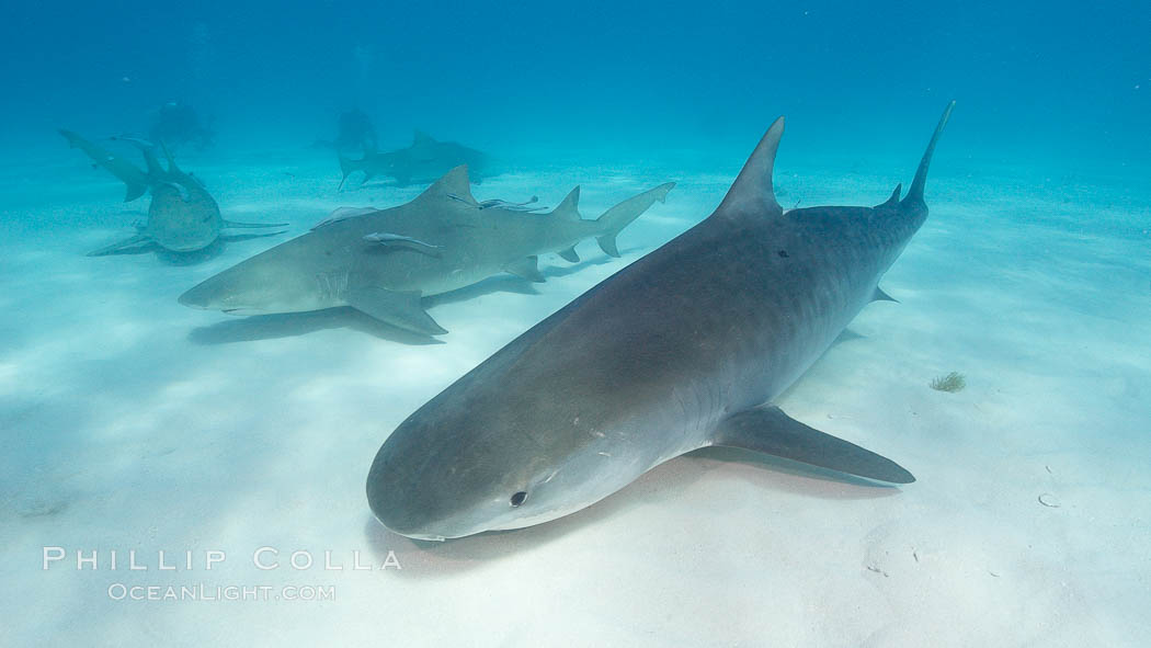 Tiger shark, Galeocerdo cuvier, Bahamas, #10683