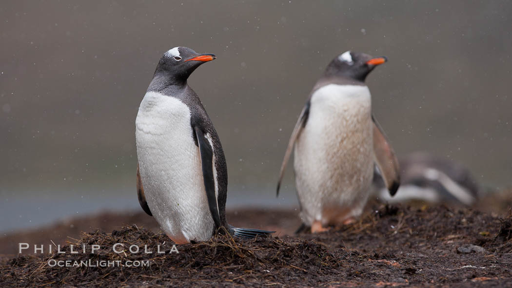 Gentoo penguins at their nest, snow falling, Pygoscelis papua photo ...
