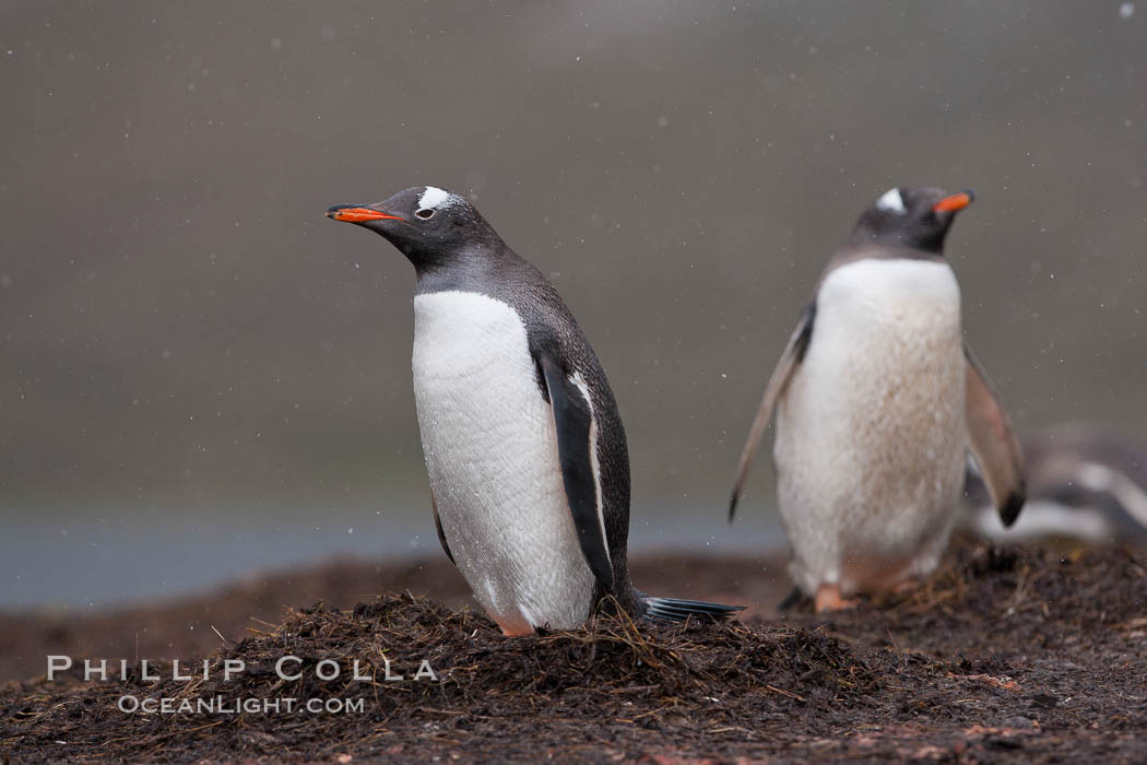 Gentoo penguins at their nest, snow falling, Pygoscelis papua photo ...