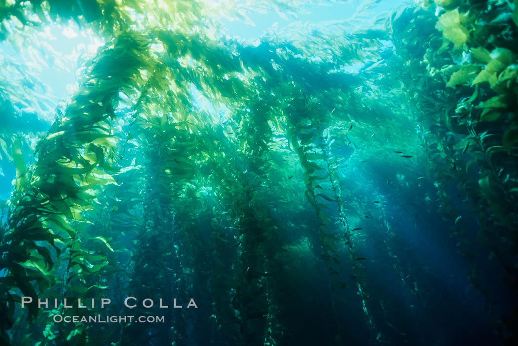 Kelp canopy, Macrocystis pyrifera, San Clemente Island, California