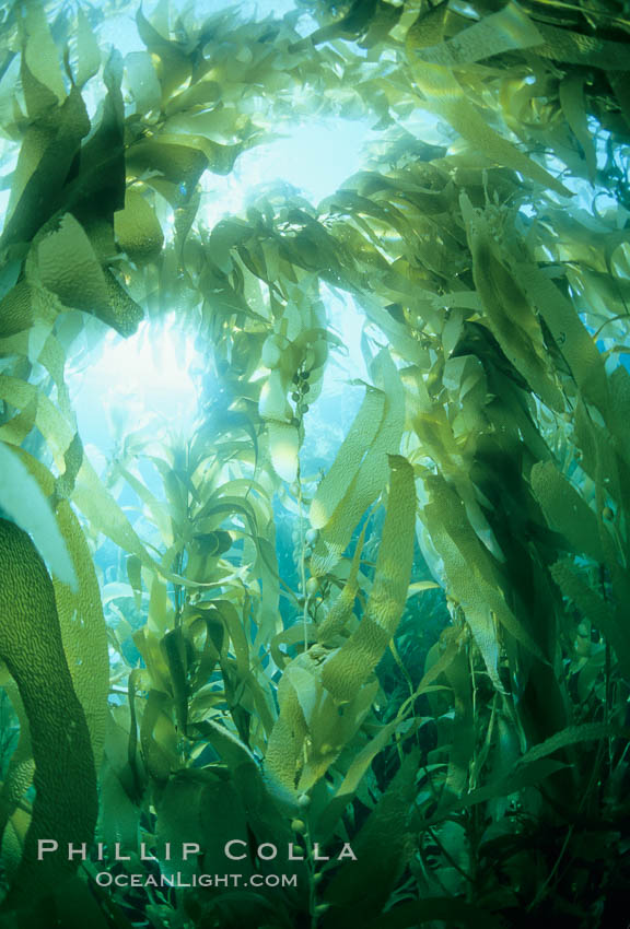 Kelp canopy, Macrocystis pyrifera, San Clemente Island, California