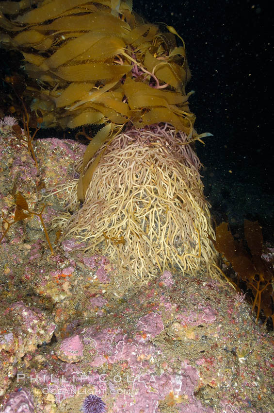 Giant kelp, Macrocystis pyrifera, Santa Barbara Island, California