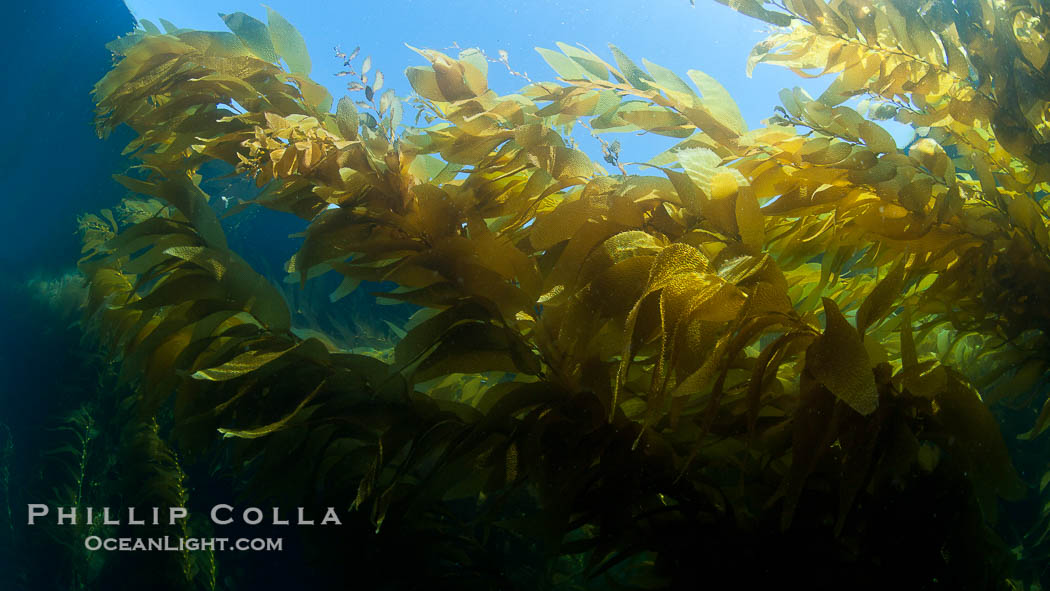 A view of an underwater forest of giant kelp, Macrocystis pyrifera, San ...