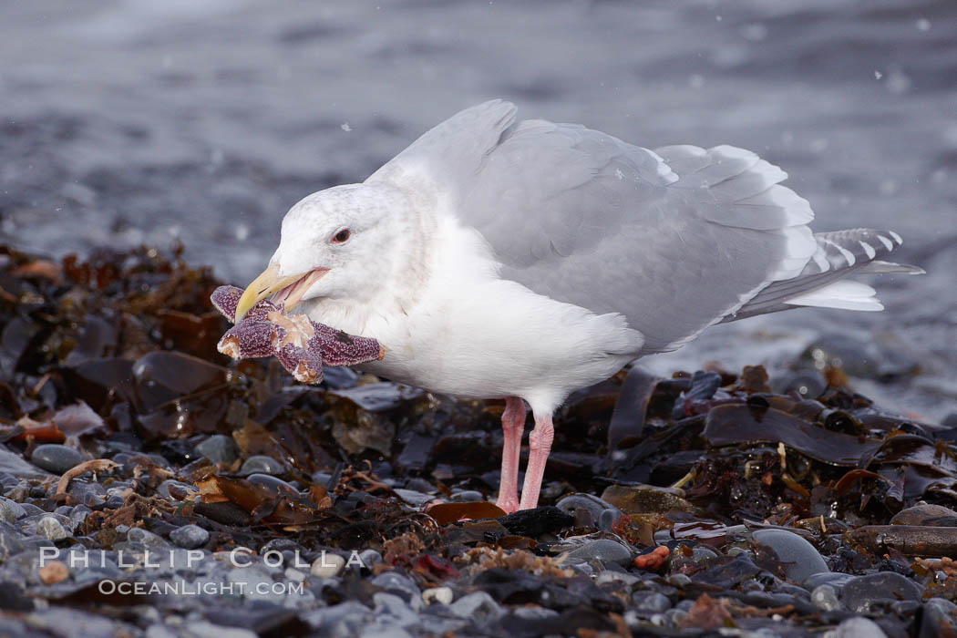 Glaucous-winged gull, Larus glaucescens, Kachemak Bay, Homer, Alaska