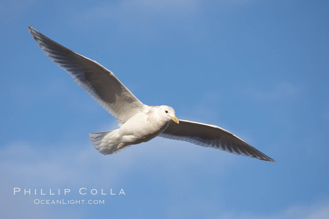 Glaucous-winged gull, in flight, Larus glaucescens, Kachemak Bay, Homer ...
