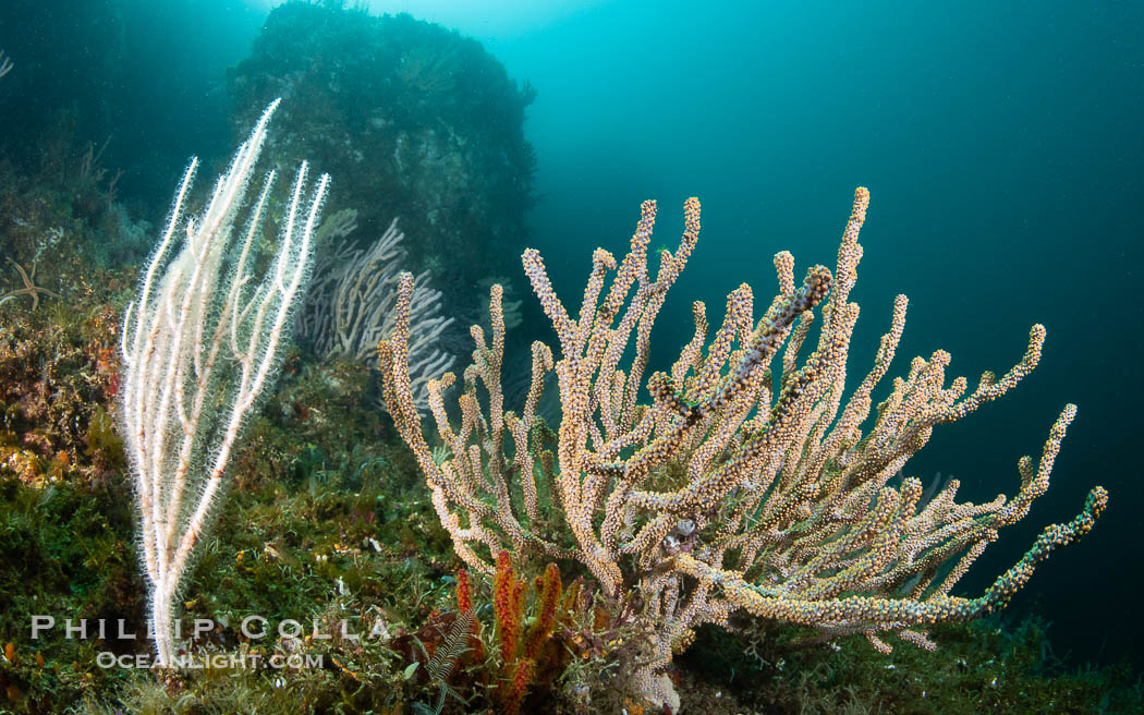 Gorgonians on Lush Rocky Reef, Isla Angel de la Guarda, Baja California ...