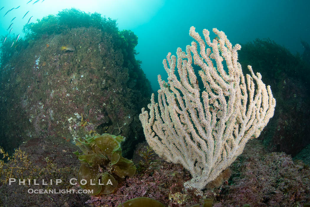 Gorgonians on Lush Rocky Reef, Isla San Pedro Martir, Sonora, Mexico