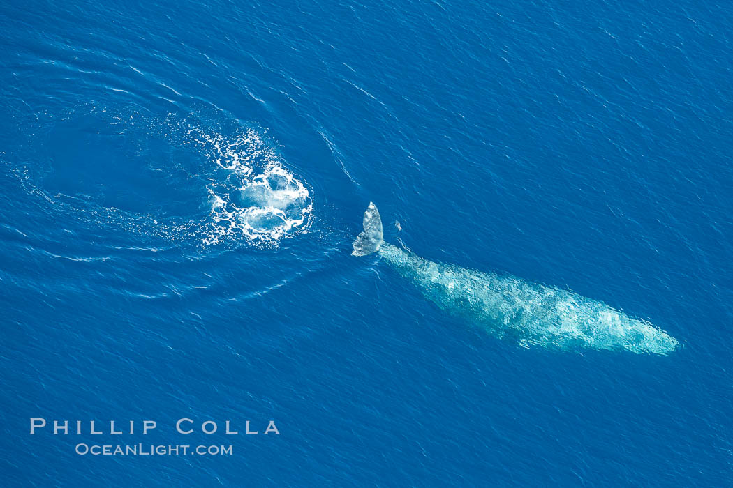 Gray whale aerial photo, Eschrichtius robustus, Encinitas, California