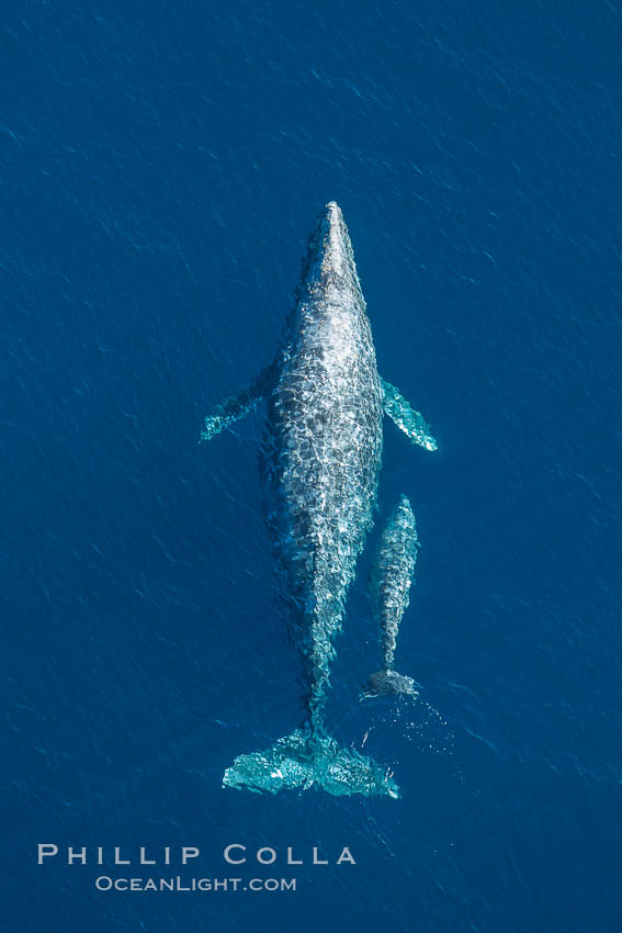 Aerial photo of gray whale calf and mother, Eschrichtius robustus, San ...
