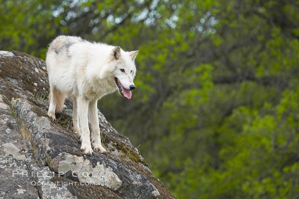 Gray wolf, Canis lupus, #16033, Natural History Photography