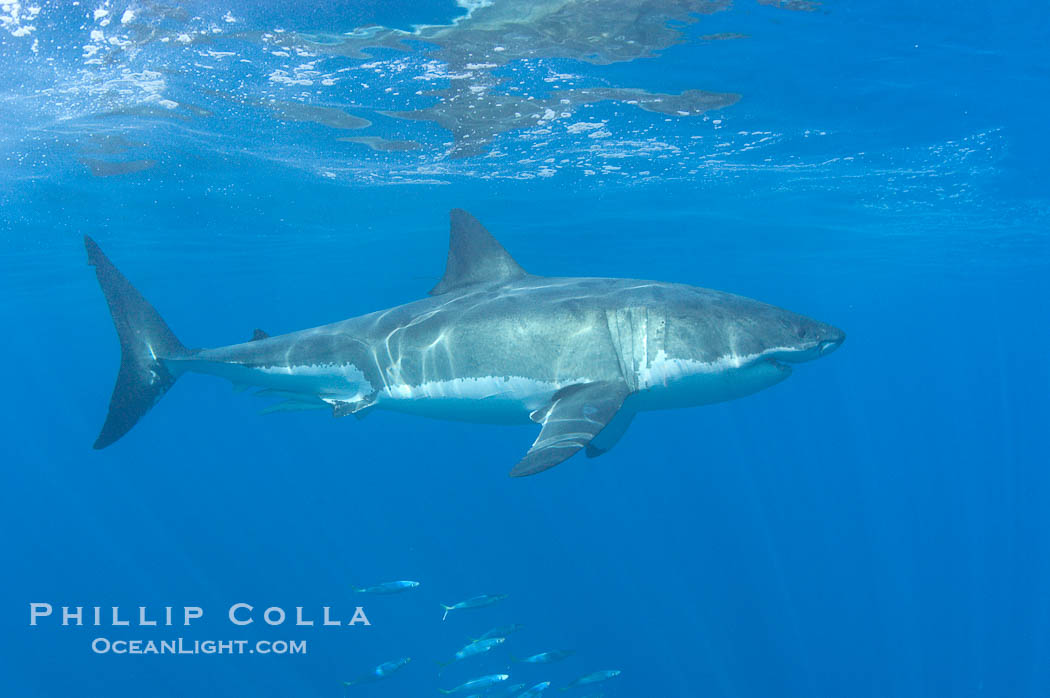 Great white shark, Carcharodon carcharias, Guadalupe Island, Baja ...