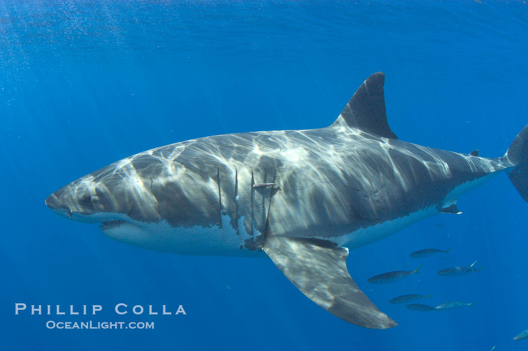 Great white shark, Carcharodon carcharias, Guadalupe Island, Baja ...