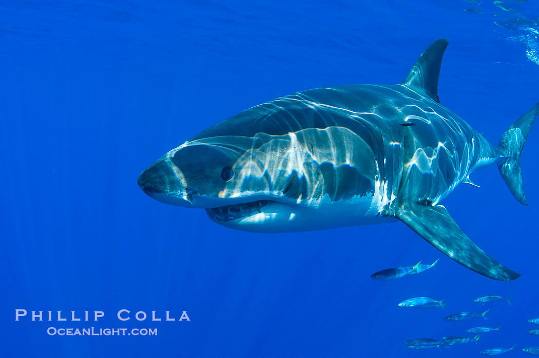 Great white shark, Carcharodon carcharias, Guadalupe Island, Baja ...
