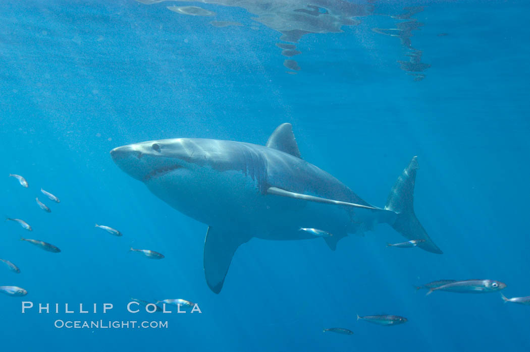 Great white shark, Carcharodon carcharias, Guadalupe Island, Baja ...