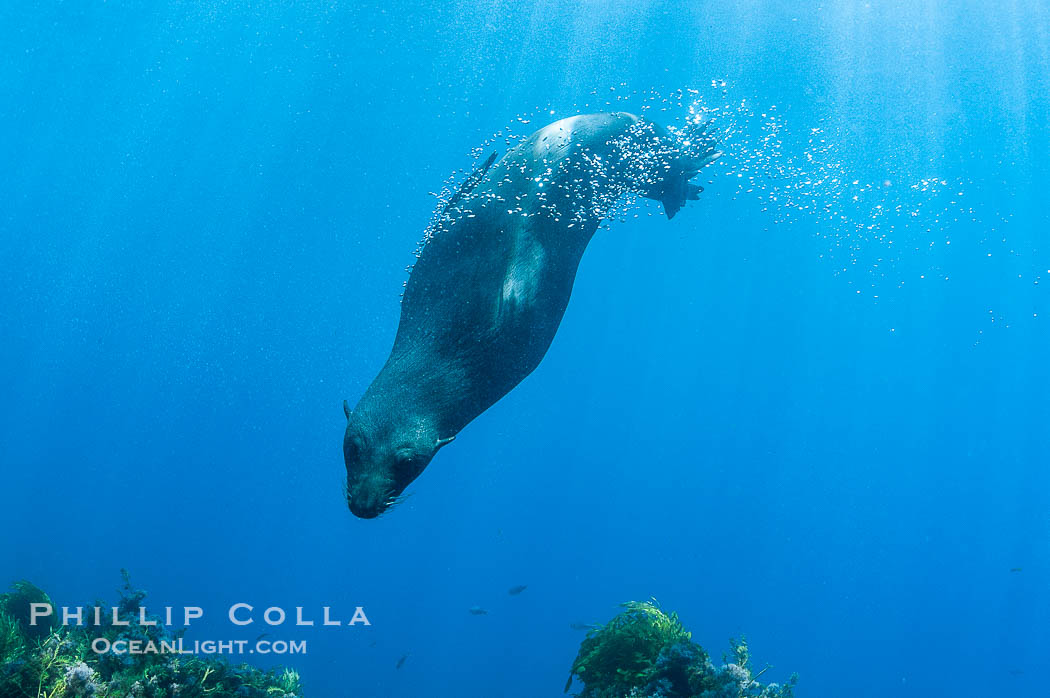 Guadalupe fur seal, Arctocephalus townsendi, Guadalupe Island, Baja ...