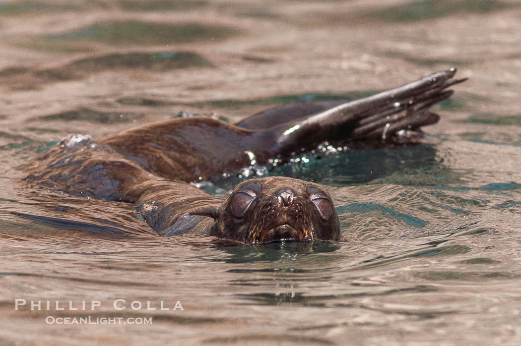 Guadalupe fur seal, Arctocephalus townsendi, Guadalupe Island, Baja ...