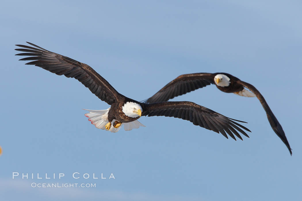 Two bald eagles in flight, Haliaeetus leucocephalus, Kachemak Bay, Homer, Alaska