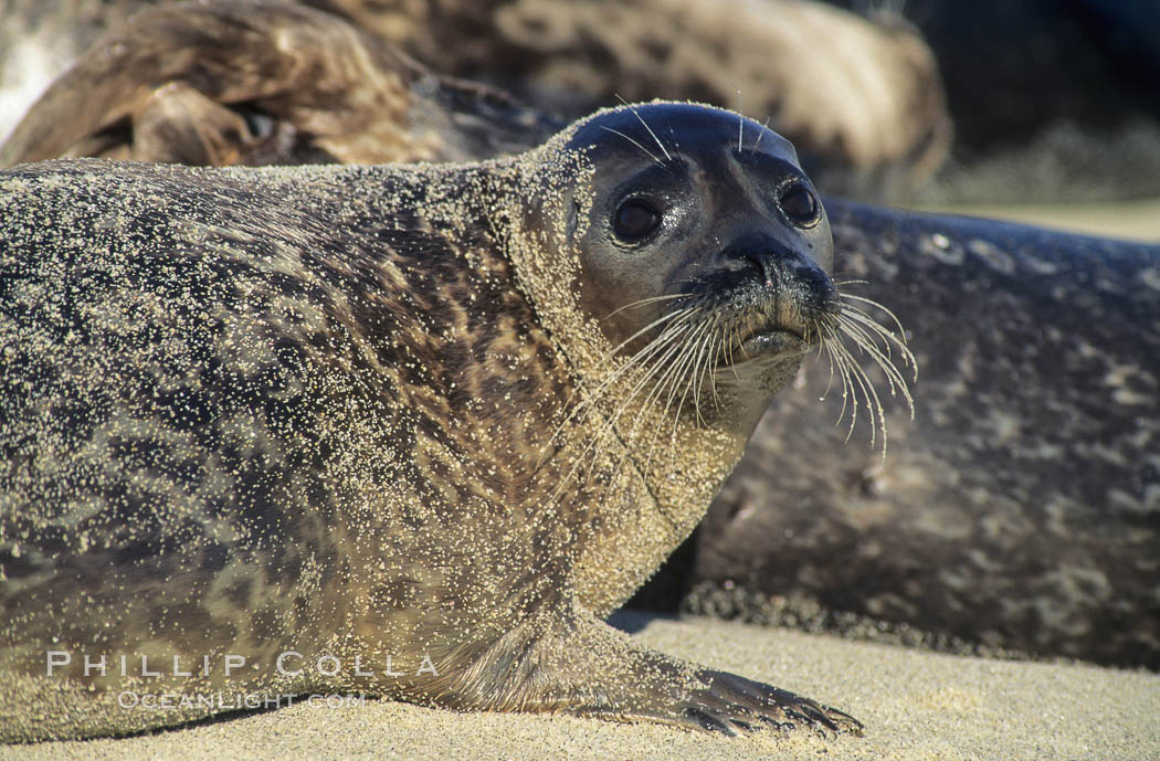 A Pacific harbor seal hauls out on a sandy beach, Phoca vitulina ...