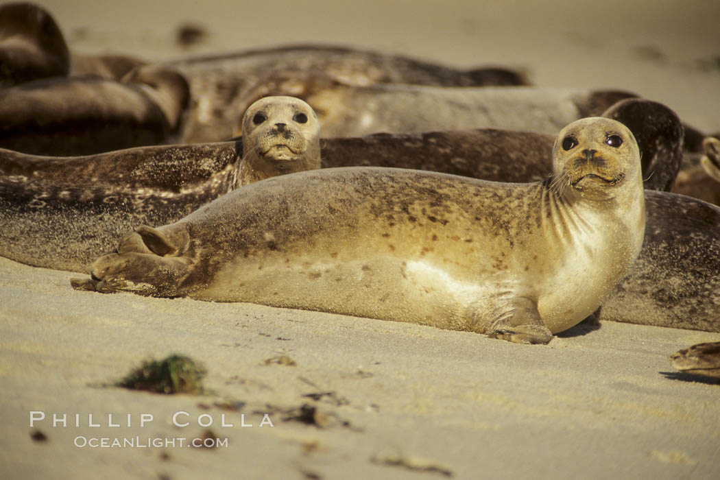 Pacific harbor seal, Phoca vitulina richardsi, La Jolla, California