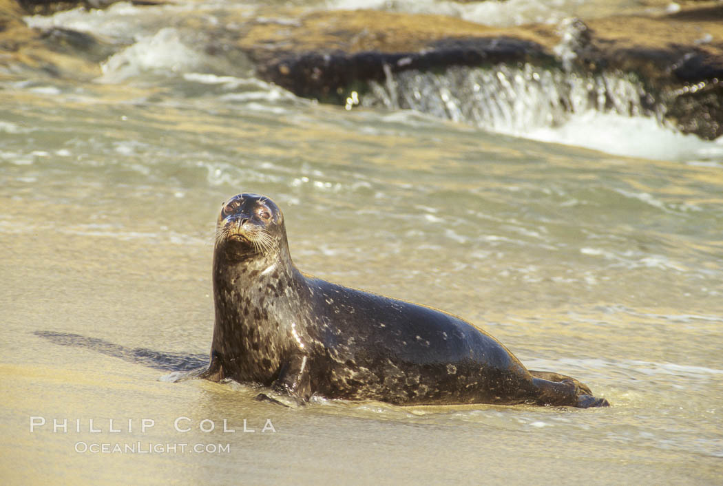 Pacific harbor seal, Phoca vitulina richardsi, La Jolla, California