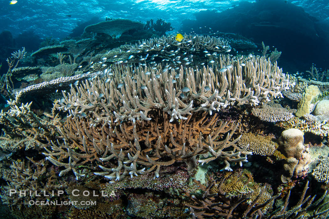 Hard corals are the builders of enormous coral reefs, Fiji, #41140