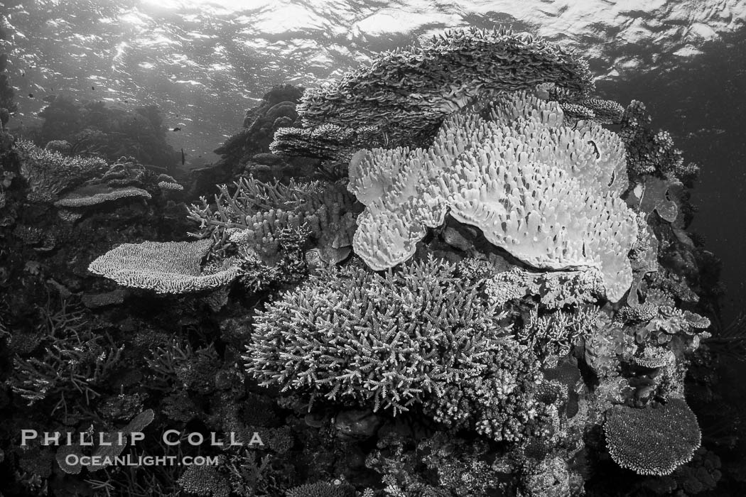Hard corals are the builders of enormous coral reefs, Fiji, #41139