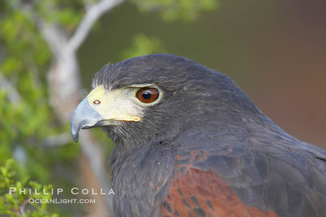 Harris' hawk, Parabuteo unicinctus, #12189