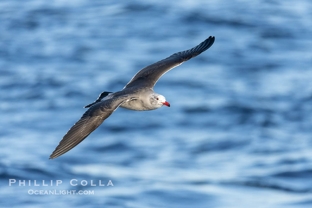 Heermann's gull in flight over the ocean, Larus heermanni, La Jolla ...