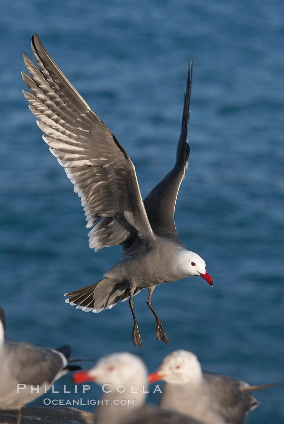 Heermanns gull in flight, Larus heermanni, La Jolla, California