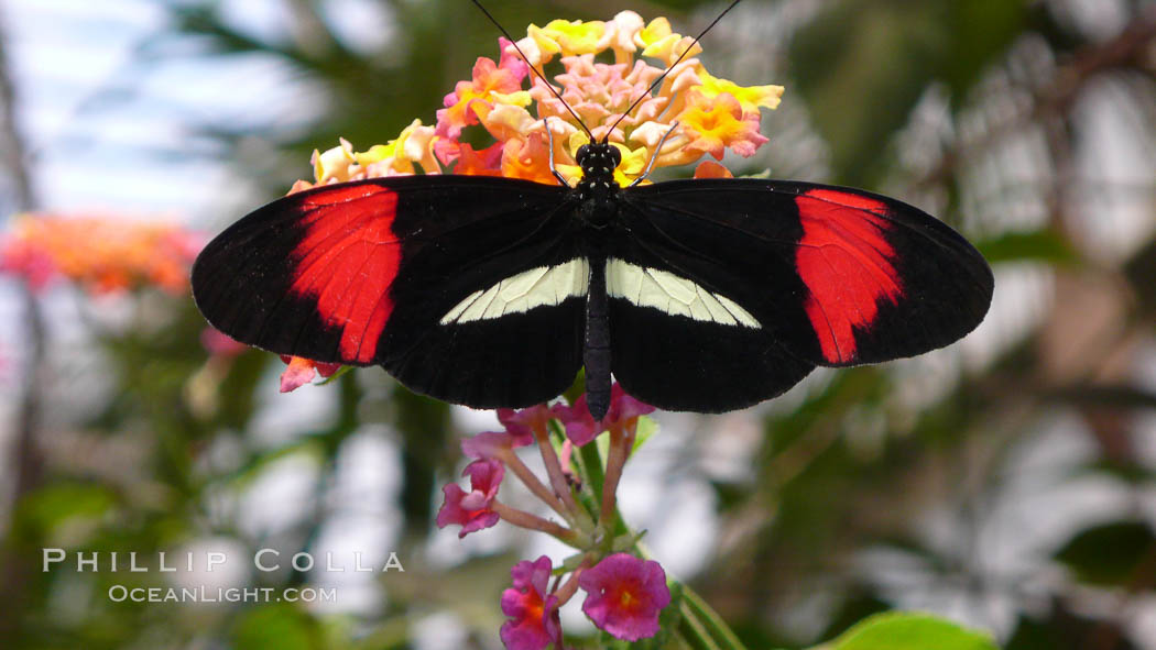 Small postman butterfly, Heliconius erato, British Columbia, Canada