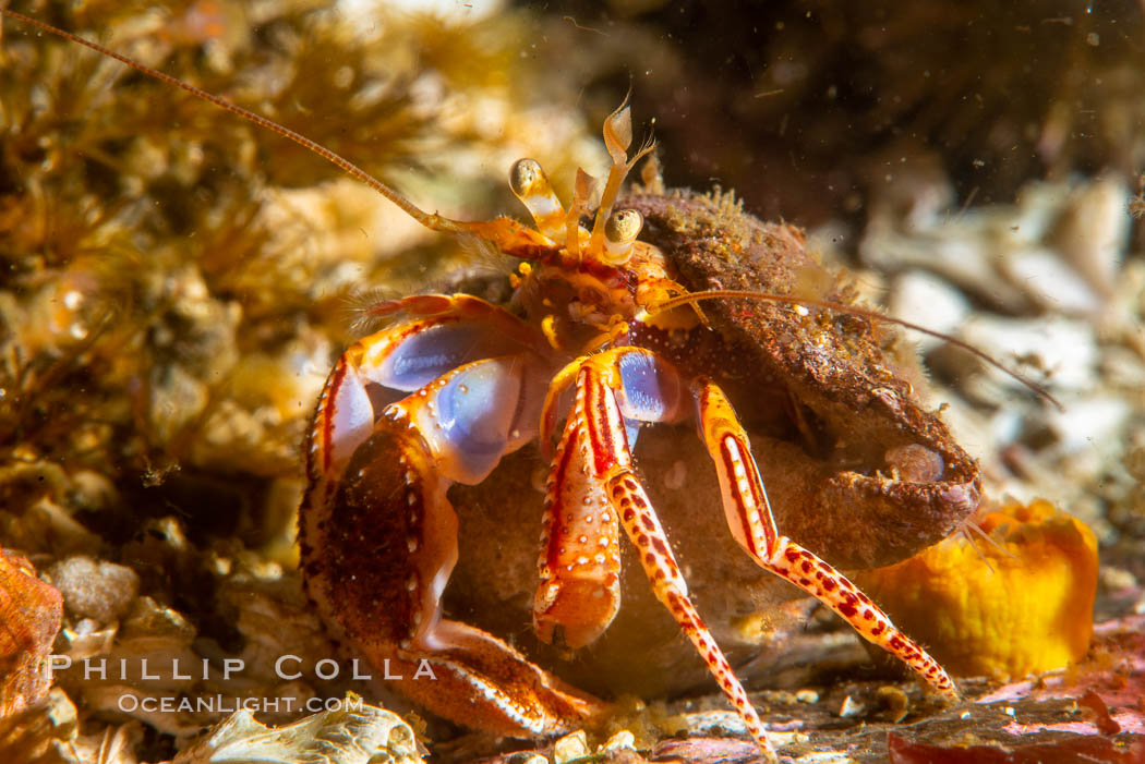 Hermit Crab, Browning Pass, Vancouver Island, British Columbia, Canada