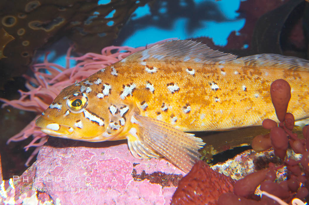 Kelp Greenling Photo, Stock Photograph of a Kelp Greenling, Hexagrammos ...