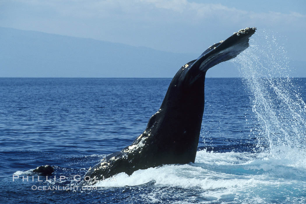 Humpback whale, inverted, fluke slapping, Megaptera novaeangliae, Maui ...
