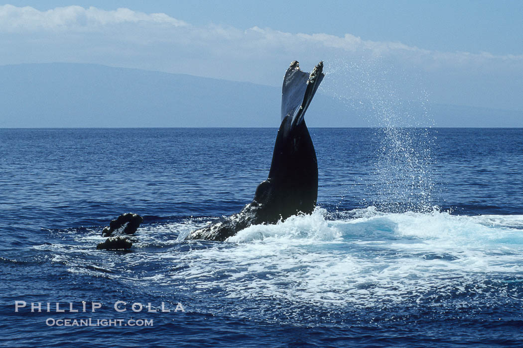 Humpback whale, inverted, fluke slapping, Megaptera novaeangliae, Maui ...