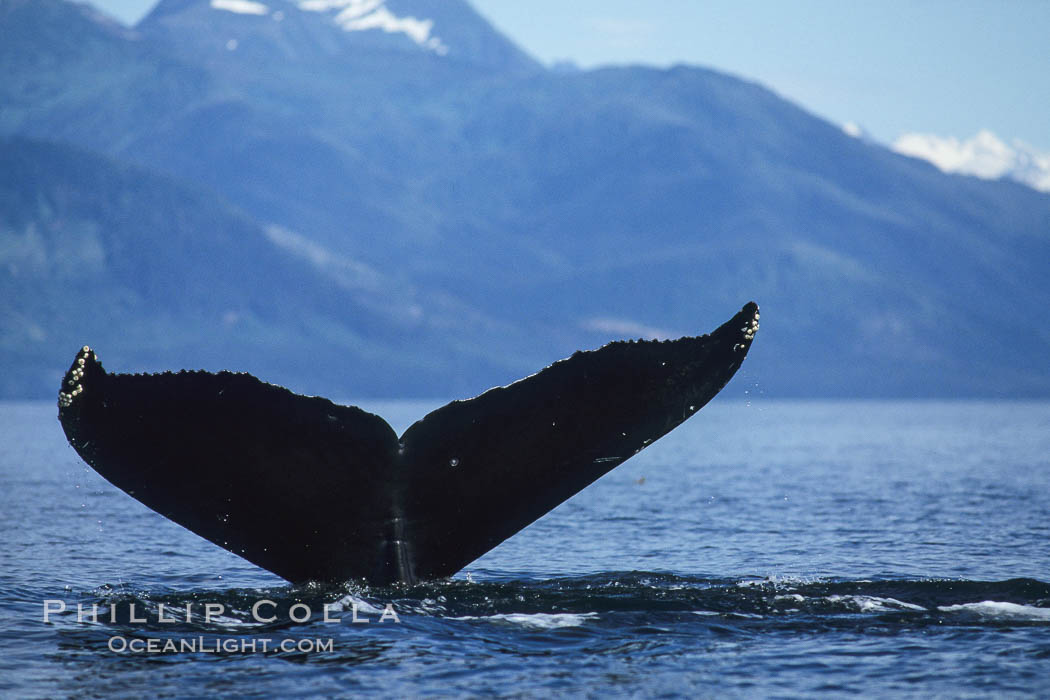 Humpback whale, Megaptera novaeangliae, Frederick Sound, Alaska