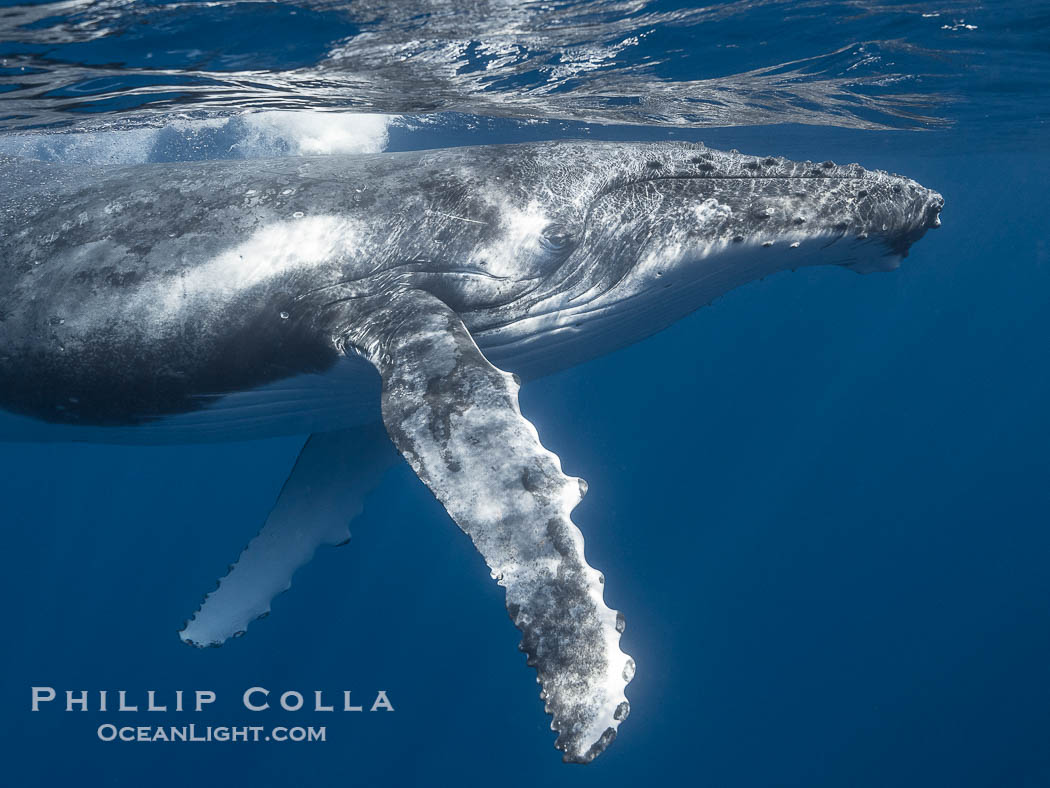 Humpback Whale in French Polynesia, Megaptera novaeangliae, Moorea, France